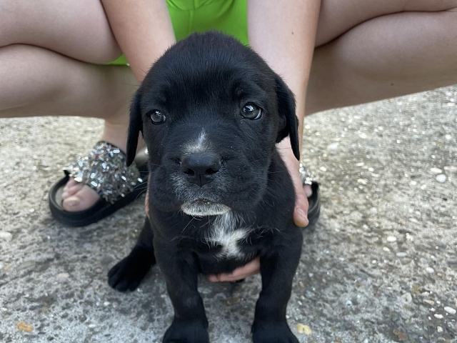 Cane Corso štenci, crne boje