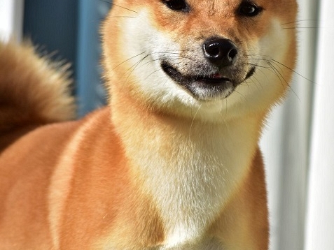 Shiba Inu