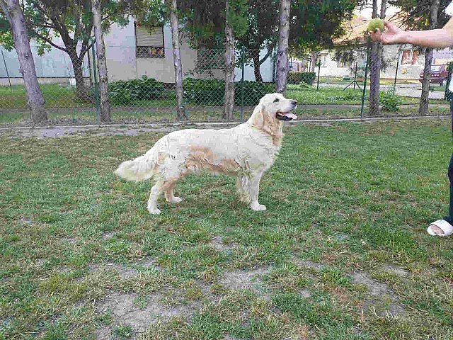 LABRADOR RETRIVER zenka stara 2 godine