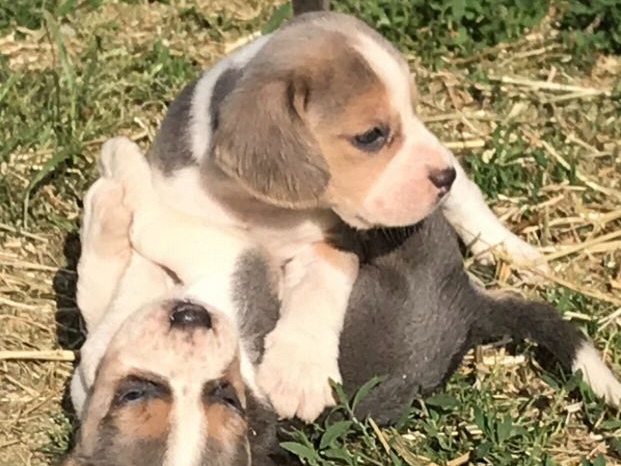 Bigl štenci plave boje