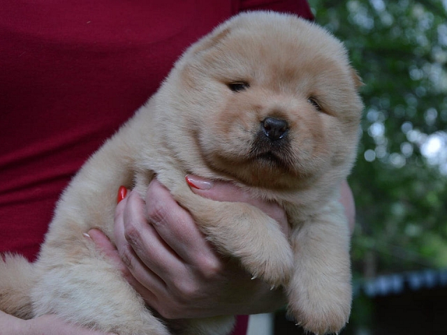 Zensko stene CHOW CHOW krem boje