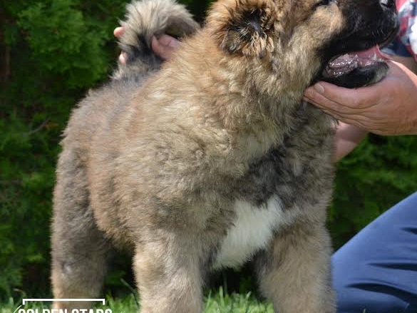 Kavkaski ovcar stenci