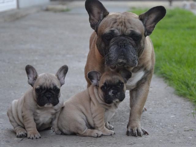 Musko stene FRANCUSKOG BULDOGA