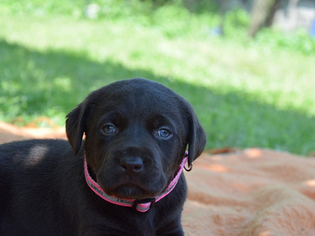 Prelepi stenci COKOLADNOG LABRADORA