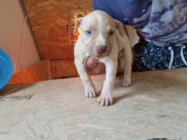 PIT BULL stenci raznih boja