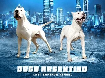 Dogo argentino štenci