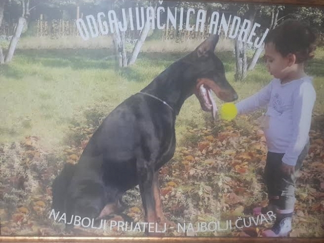 Doberman, stenci