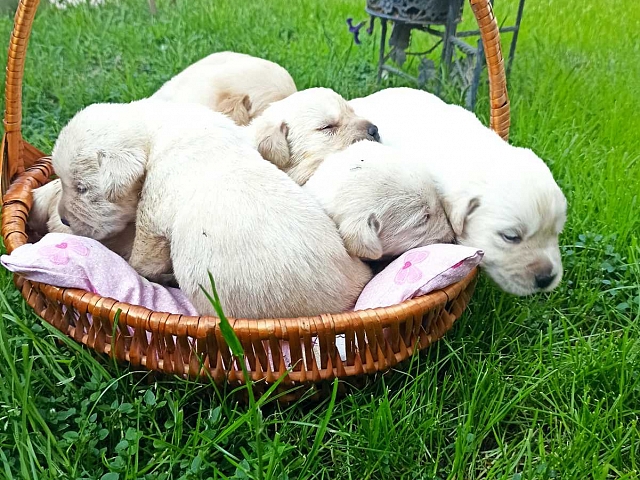 Labrador štenci dobrog porekla