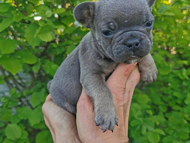Francuski buldog egzotični štenci