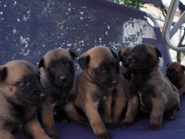 Belgijski OVCAR MALINOA vrhunskog porekla