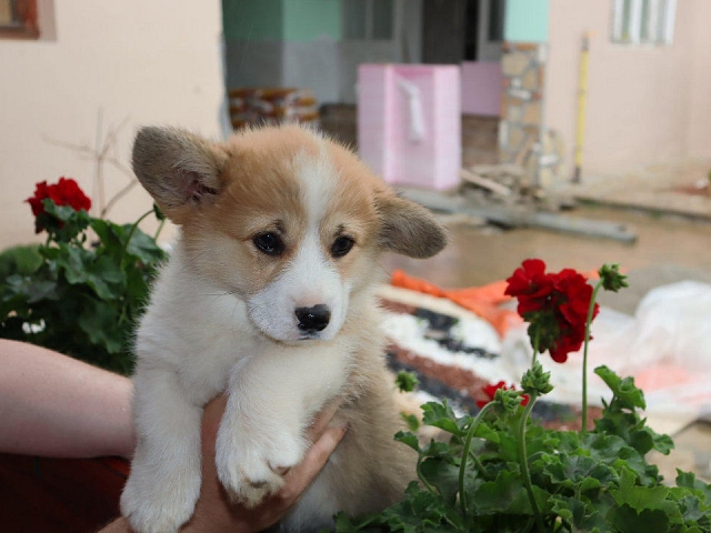 VELSKI KORGI stenci na prodaju