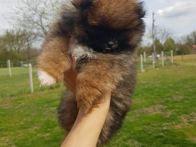 PATULJASTI POMERANAC muzjak oranz boje