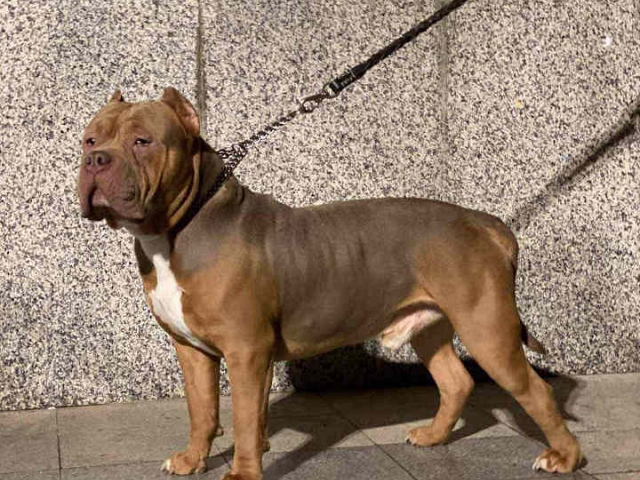 AMERICAN BULLY lilac