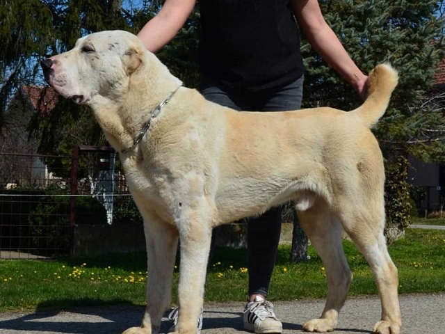 SREDNJEAZIJSKI OVCAR perspektivni mladi muzjaci