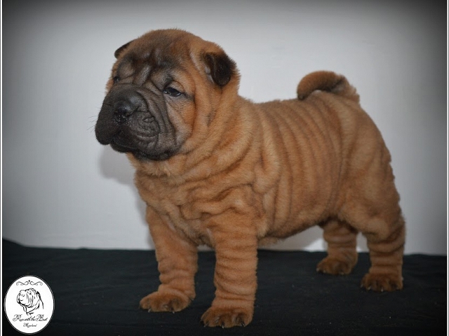Shar Pei izvanredno leglo