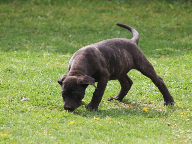 Presa Canario štenci