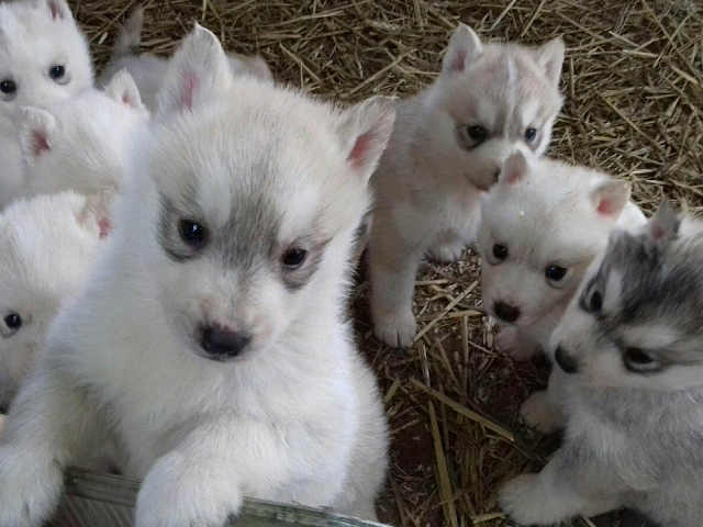 SIBIRSKI HASKi prelepi stenci