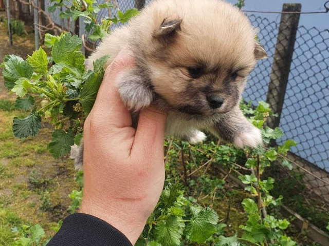 Stenci POMERANCA male mede sitne gradje