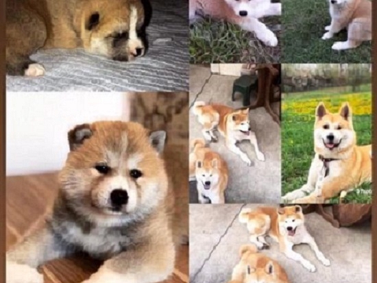 Japanska AKITA INU
