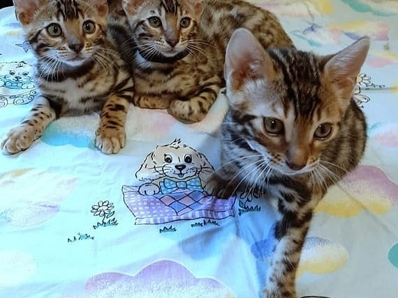 DOPUNO JE ZANIMLJIVO OGRAJUJUĆE BENGAL KITTEN