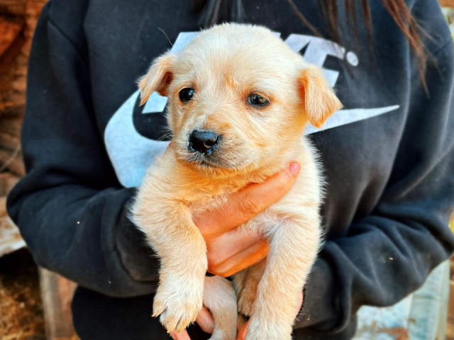 Stenci mesanca - LABRADORA i ZLATNOG RETRIVERA