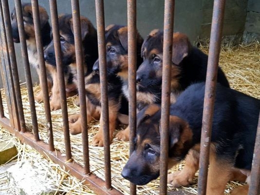 NEMAČKI OVČARI - vrhunska krvna linija - novo leglo