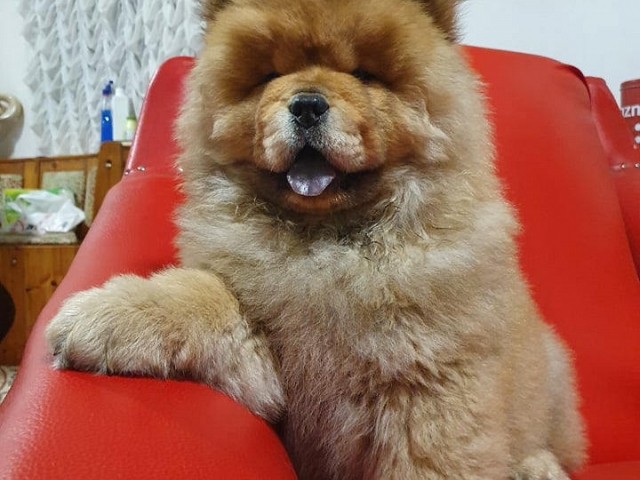 CHOW CHOW musko stene od 2 meseca