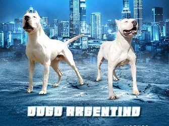 Dogo argentino štenci