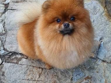 Teddy bear pomeranci