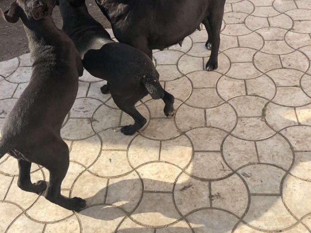Rasa CANE CORSO stari 8 meseci