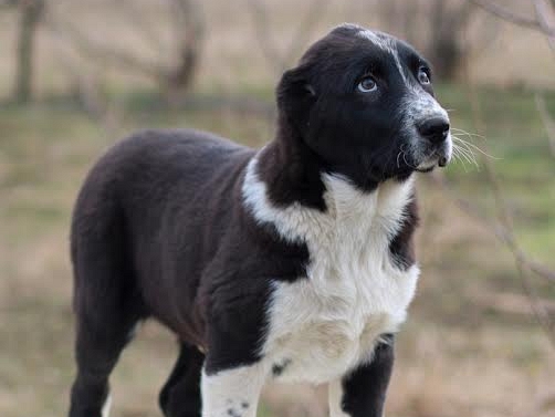 Stenci Srednjeazijskog ovcara