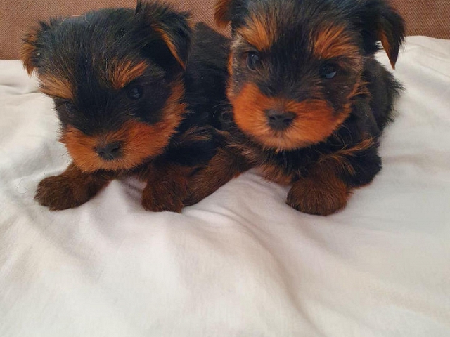 JORKSIRSKI TERIJER extra mini stenci