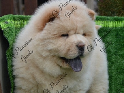 Chow Chow
