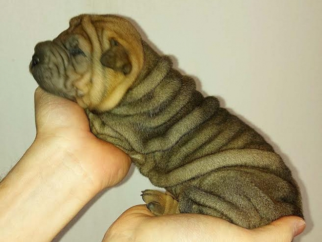 Shar Pei štenci
