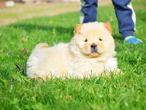 Chow chow cau cau stenad