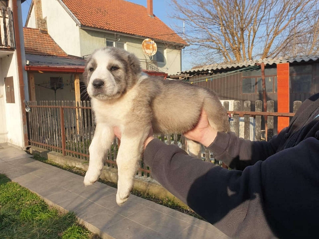 AZIJAT ALABAI Volkodav - rusko poreklo