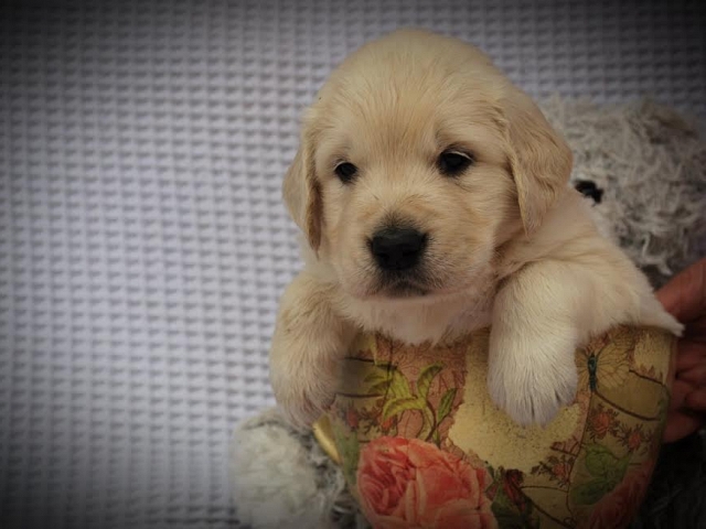 Zlatni retriver, štenci