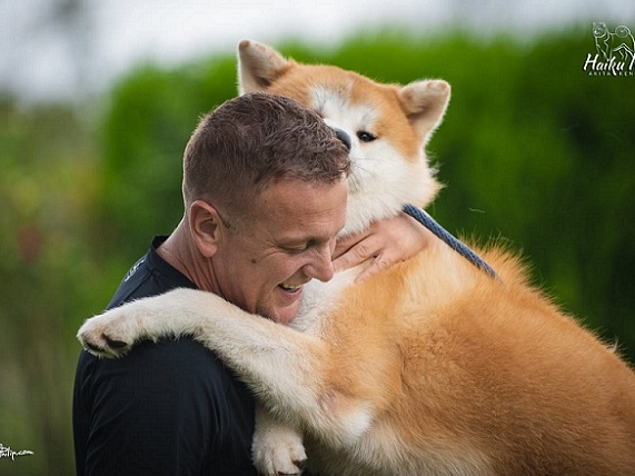 Japanska akita, leglo vrhunskog kvaliteta