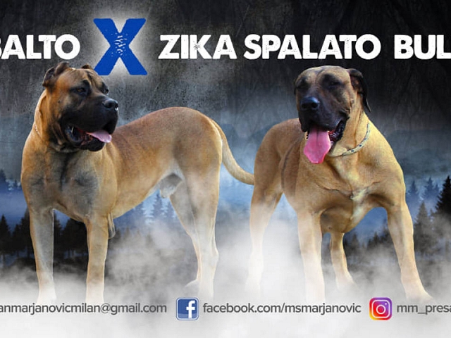 PRESA CANARIO stenci na prodaju