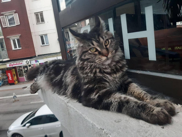 Macka MAINE COON zenka za parenje