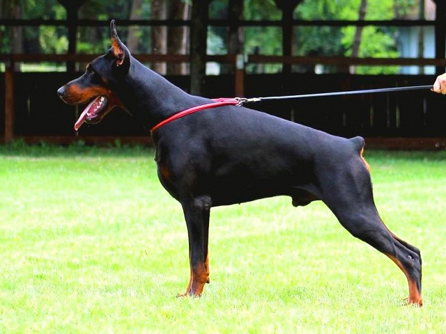 Doberman štenci
