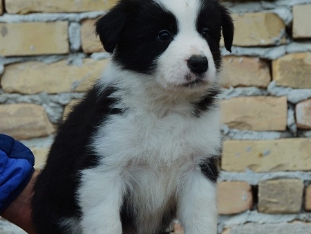 Border Collie štenci