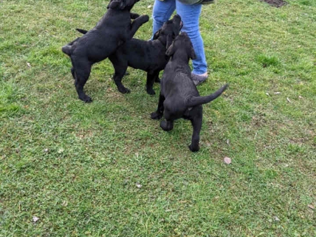 Prodajem stence LABRADORA vrhunskog kvaliteta