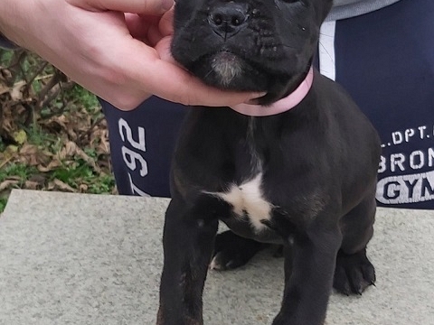 Cane corso štenci
