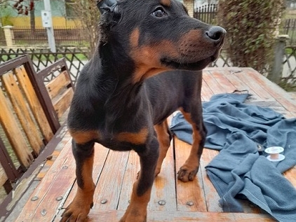 Doberman