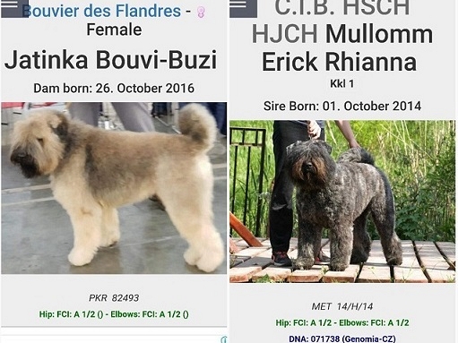 FLANDRIJSKI BUVIJE-Bouvier des Flandres