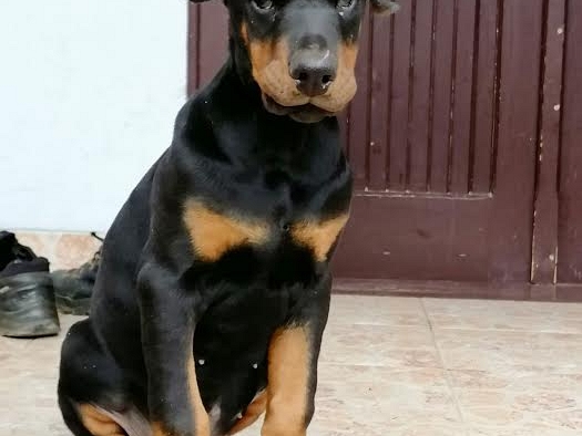 Doberman muško štene