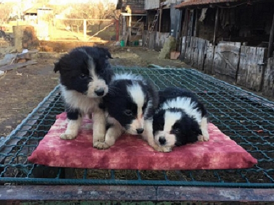 Border Collie stenci