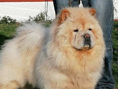 Chow chow cau cau stenad