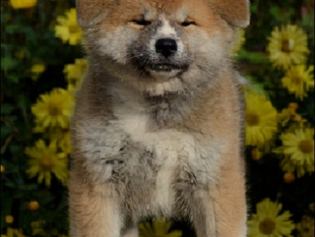 Akita Inu